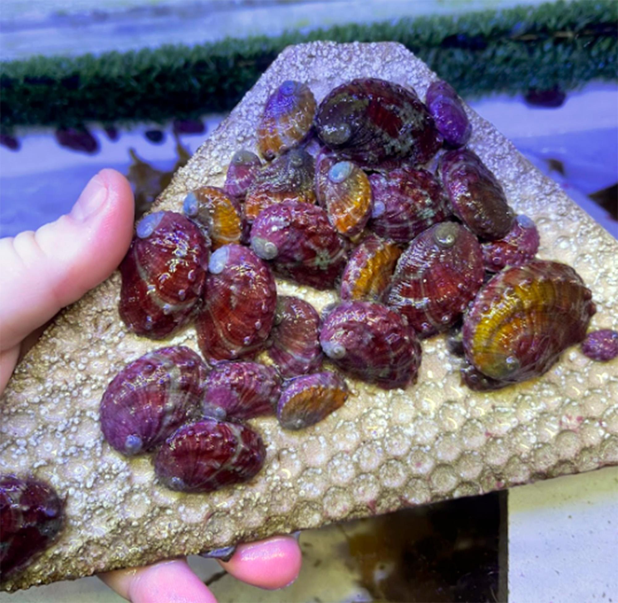 Making Space for White Abalone | Coastal and Marine Sciences Institute